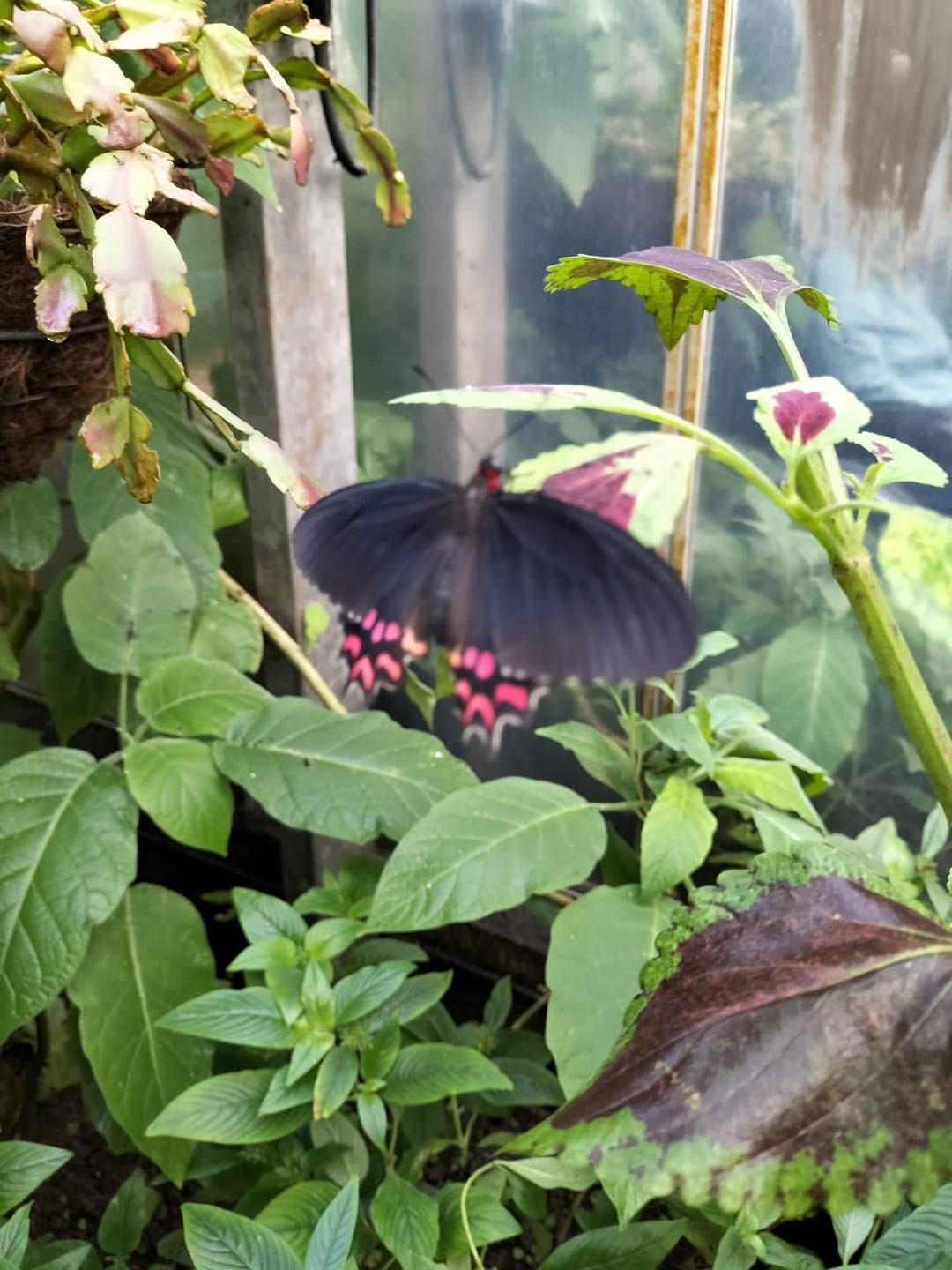 A Trip to the Butterfly Zoo! - Dormy Care