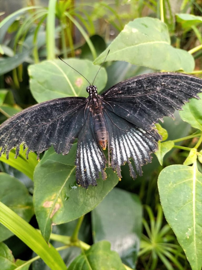 A Trip to the Butterfly Zoo! - Dormy Care