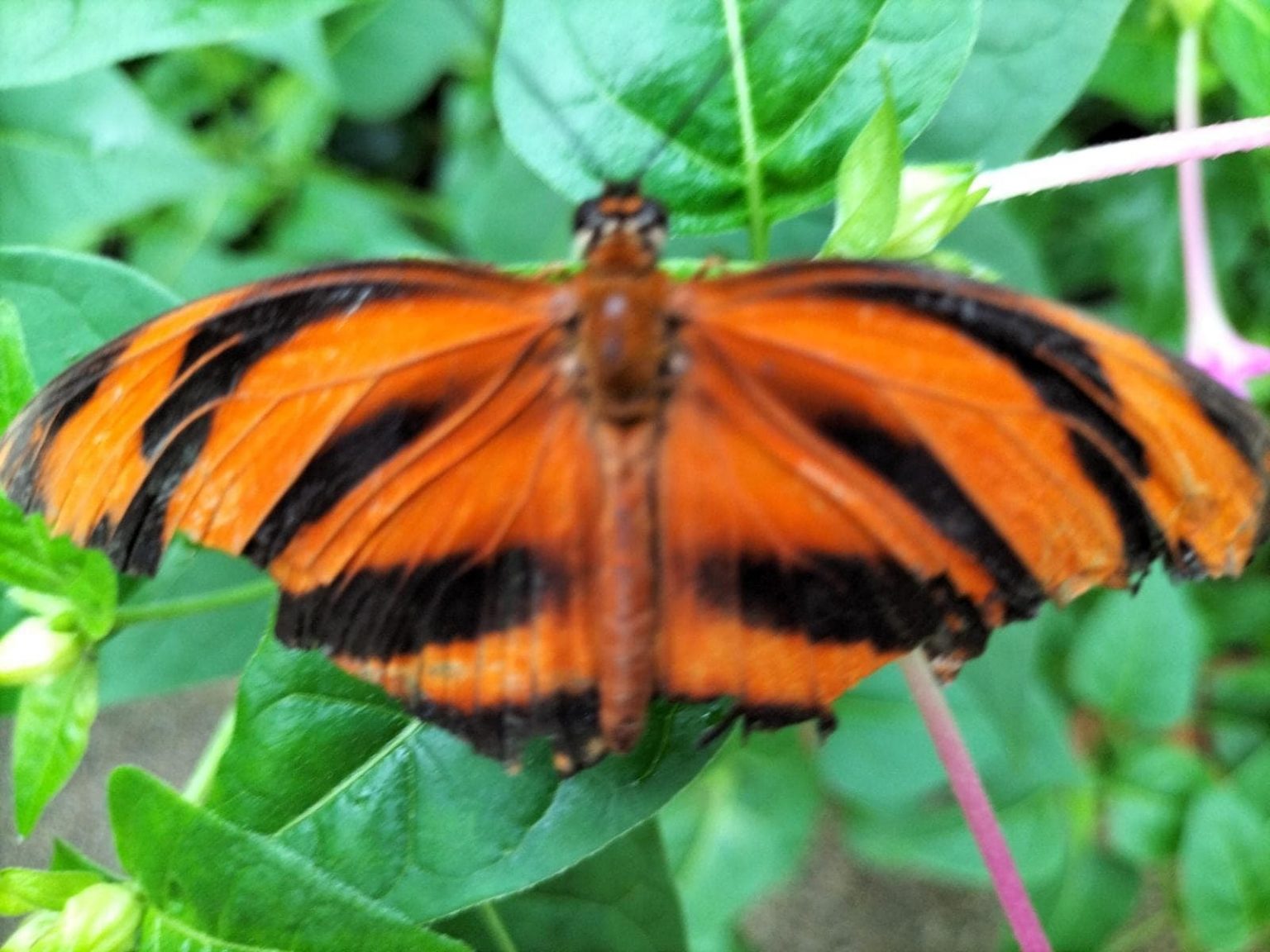 Wye Valley Butterfly Zoo - Dormy Care