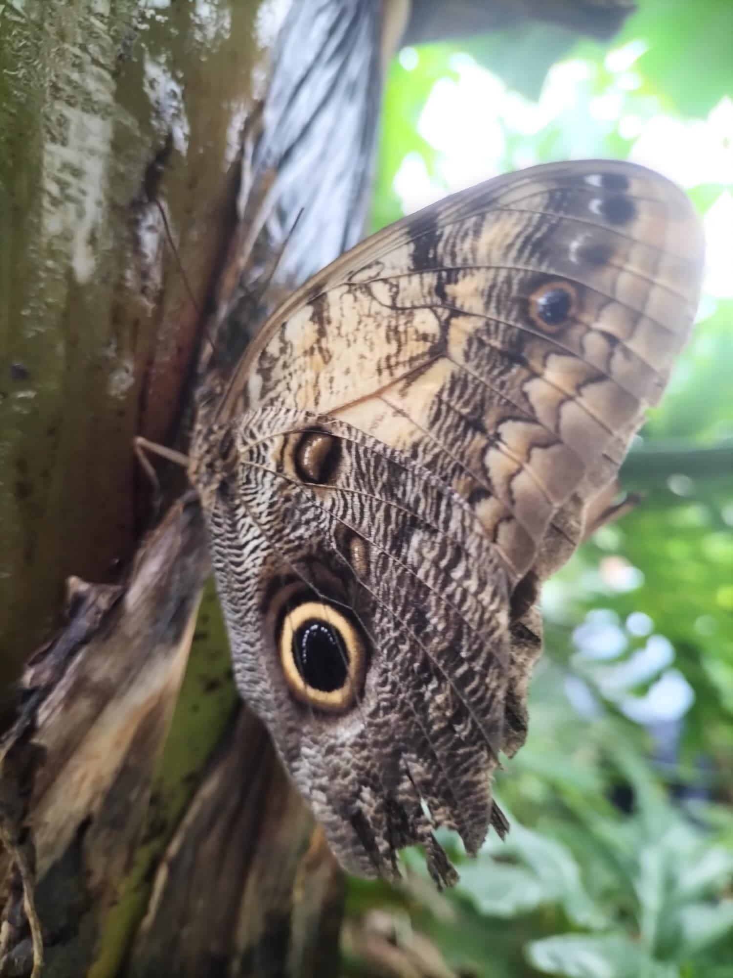 Wye Valley Butterfly Zoo - Dormy Care